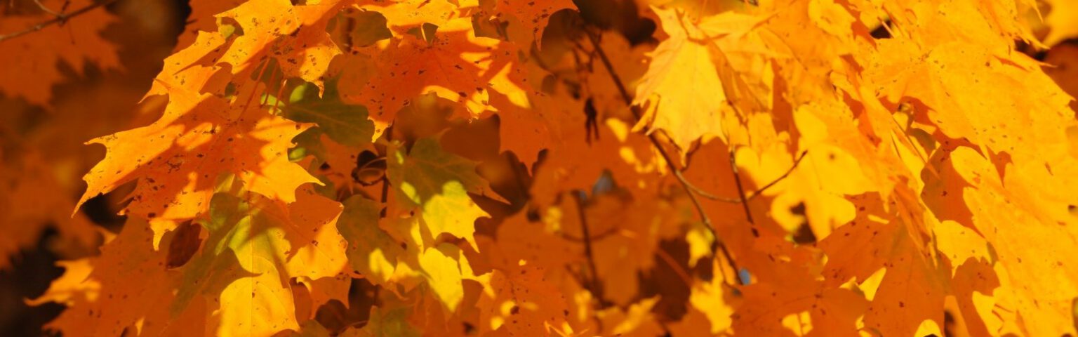 Lanark County Maple Trail - Lanark